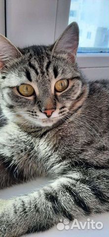 Котята в добрые руки бесплатно