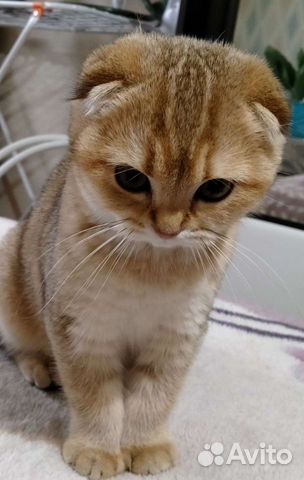 Вислоухая шикарная девочка золотого окраса