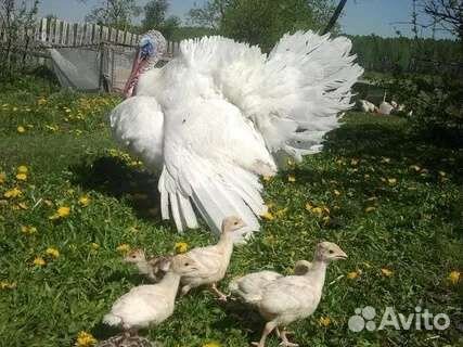 Индюшата суточные