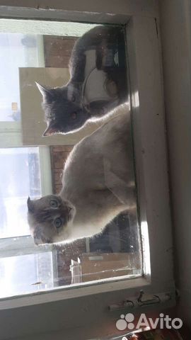 Кошка породистая