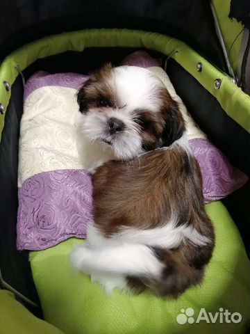 Купить щенка ши-тцу