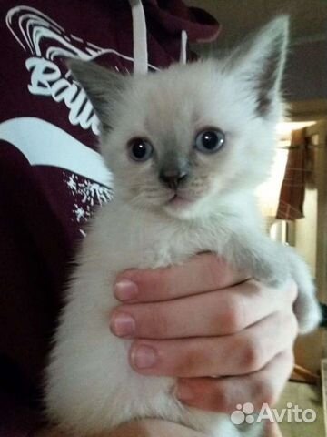 Чистокровные шотландцы