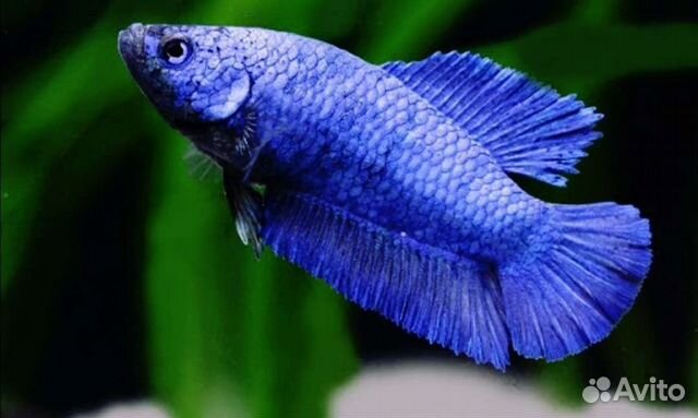 Рыбка Петушок