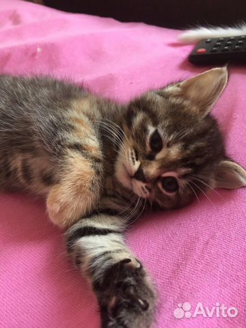 Котята в добрые руки девочки