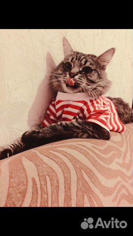 Вязка сибирского кота