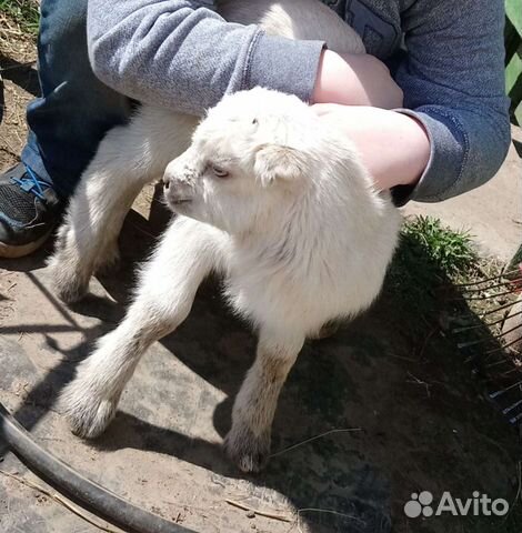 Козлик безрогий