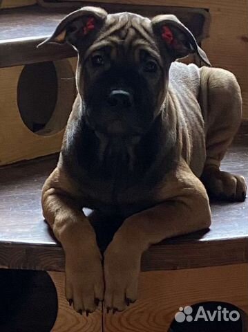 Ка де бо(мальчик)