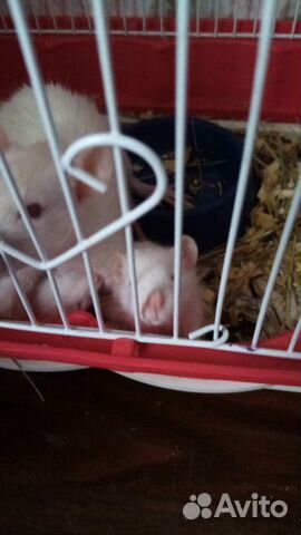 Декоративная крыса