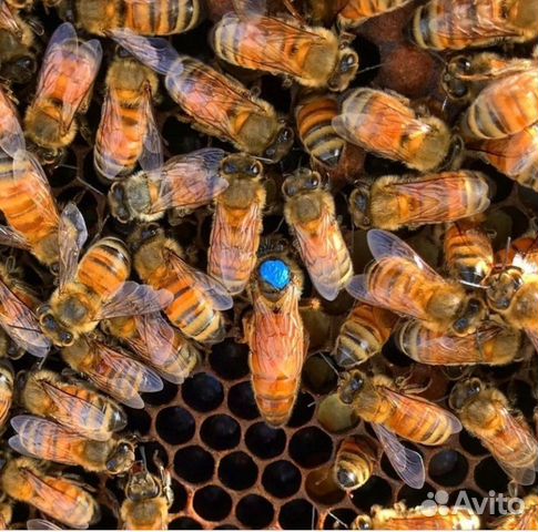 Пчеломатки Бакфаст неплодные