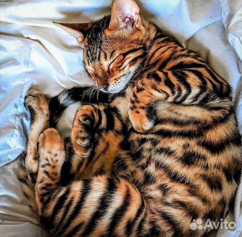 Бенгальские котята