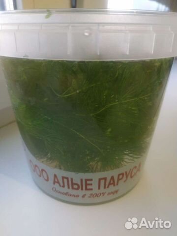 Водоросли роголистник