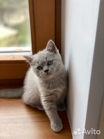 Шотландский вислоухий котенок