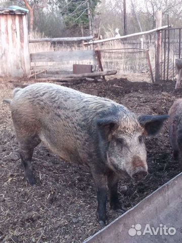 Дикий венгерец кобан