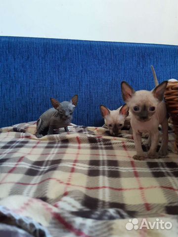 Лысые котята