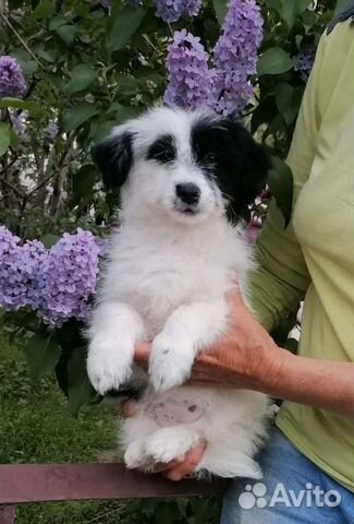 Малорослой собаки щенок в добрые руки