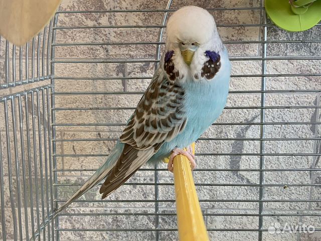 Ввп Чех самка