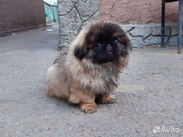 Щенки пекинеса