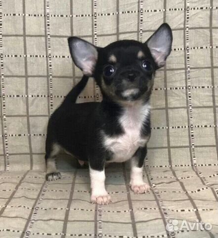 Мини малыши