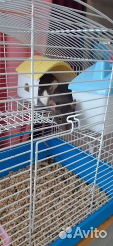 Крыса дамбо с клеткой