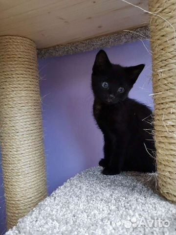 Котенок мальчик бесплатно