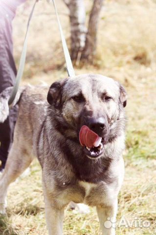 Пёс Боцман в добрые руки