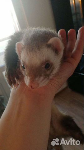 Хорек бесплатно