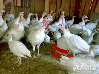 Продажа индюшат