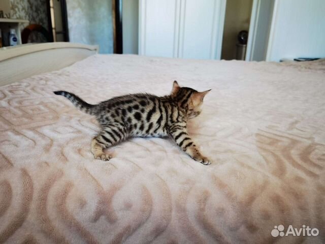 Бенгальская