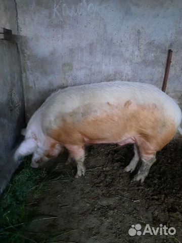 Продам хряка