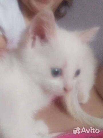 Супер ласковые малюсенькие кошечки