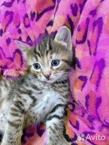 Котята Бусенки