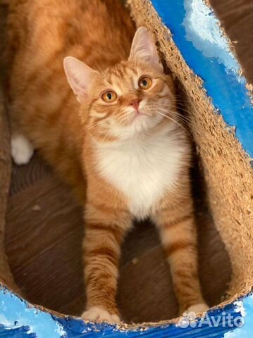Рыжий котенок мальчик игривый кастрированный