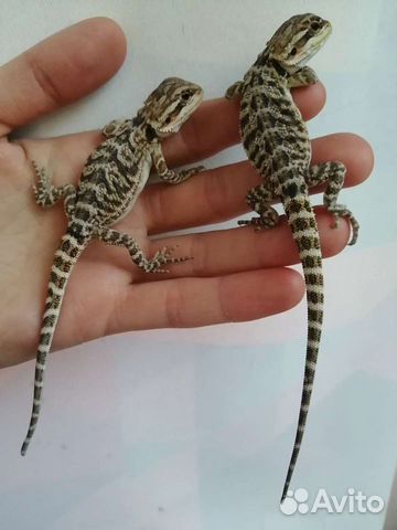 Бородатые агамята