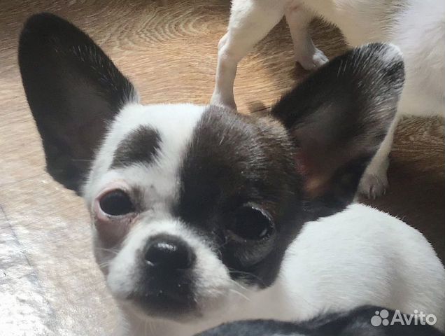 Мини принцесса чихуахуа