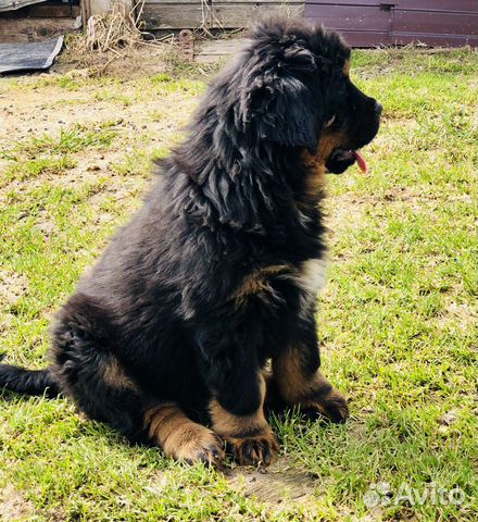 Тибетский мастиф