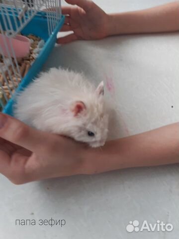 Продаются Сирийские хомячки