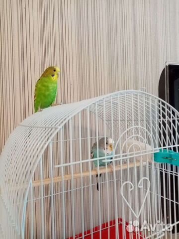 Волнистые попугайчики