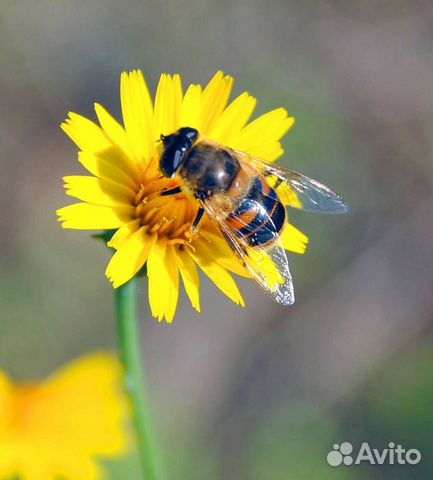 Продам пчелосемьи