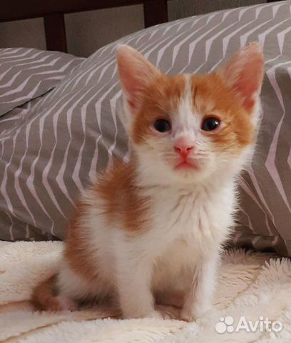 Котенок в заботливые ручки