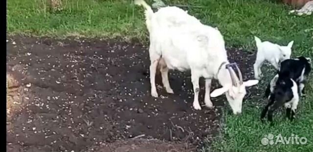 Домашние животные