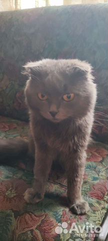 Кот британец вислоухий