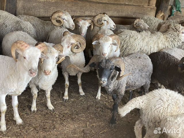 Бараны на сабантуй