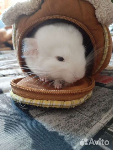 Продам шиншиллу с витриной