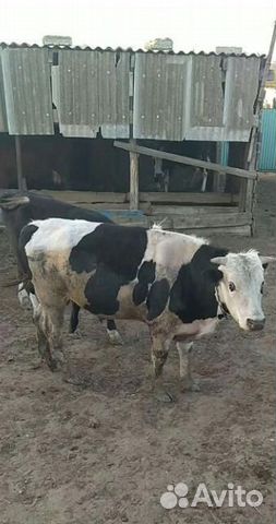 Каровы дойные
