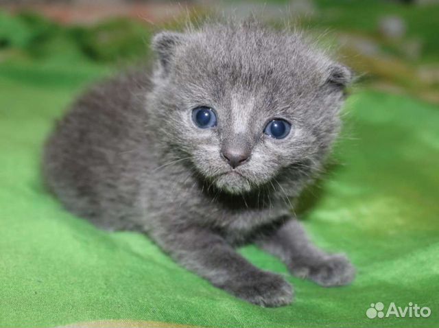 Котята для самых заботливых людей