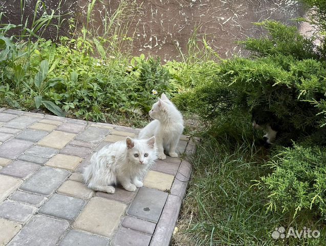 Котята в добрые руки бесплатно