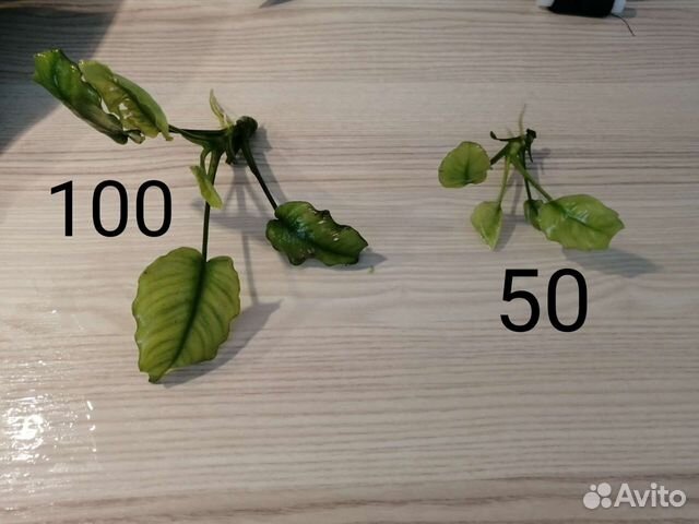 Анубиас, ряска