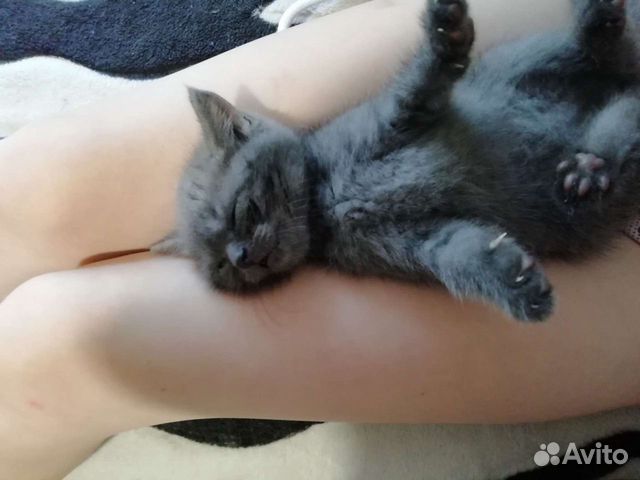 Кошка