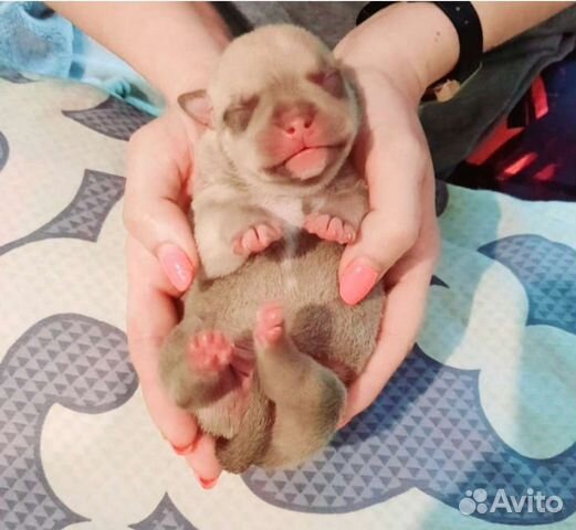 Щенки американский булли шоколад триколор и соболь