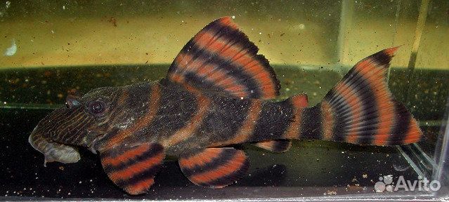 Сом panaqolus sp. L397